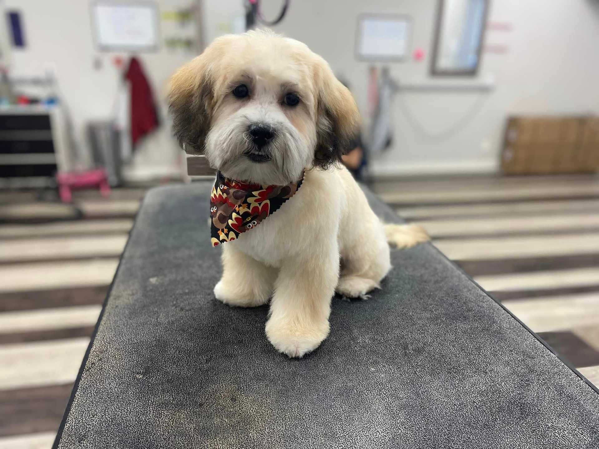 Services | Yuppy Puppy Spa & Boutique